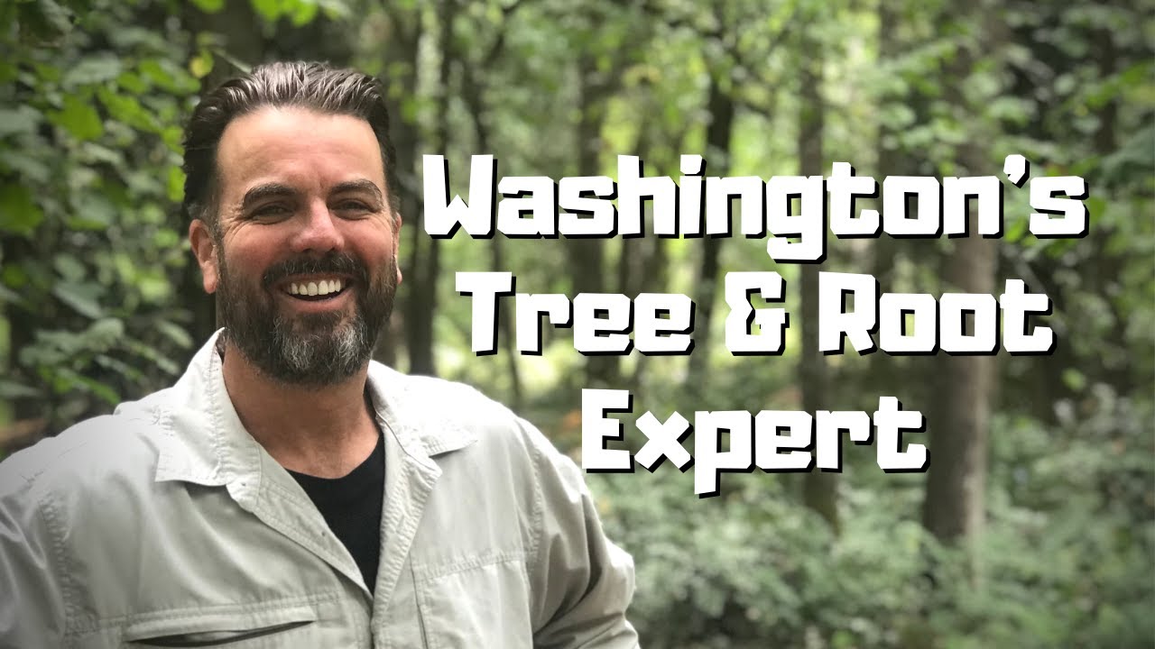 Washington's Tree and Root Experts - Root Cause Seattle