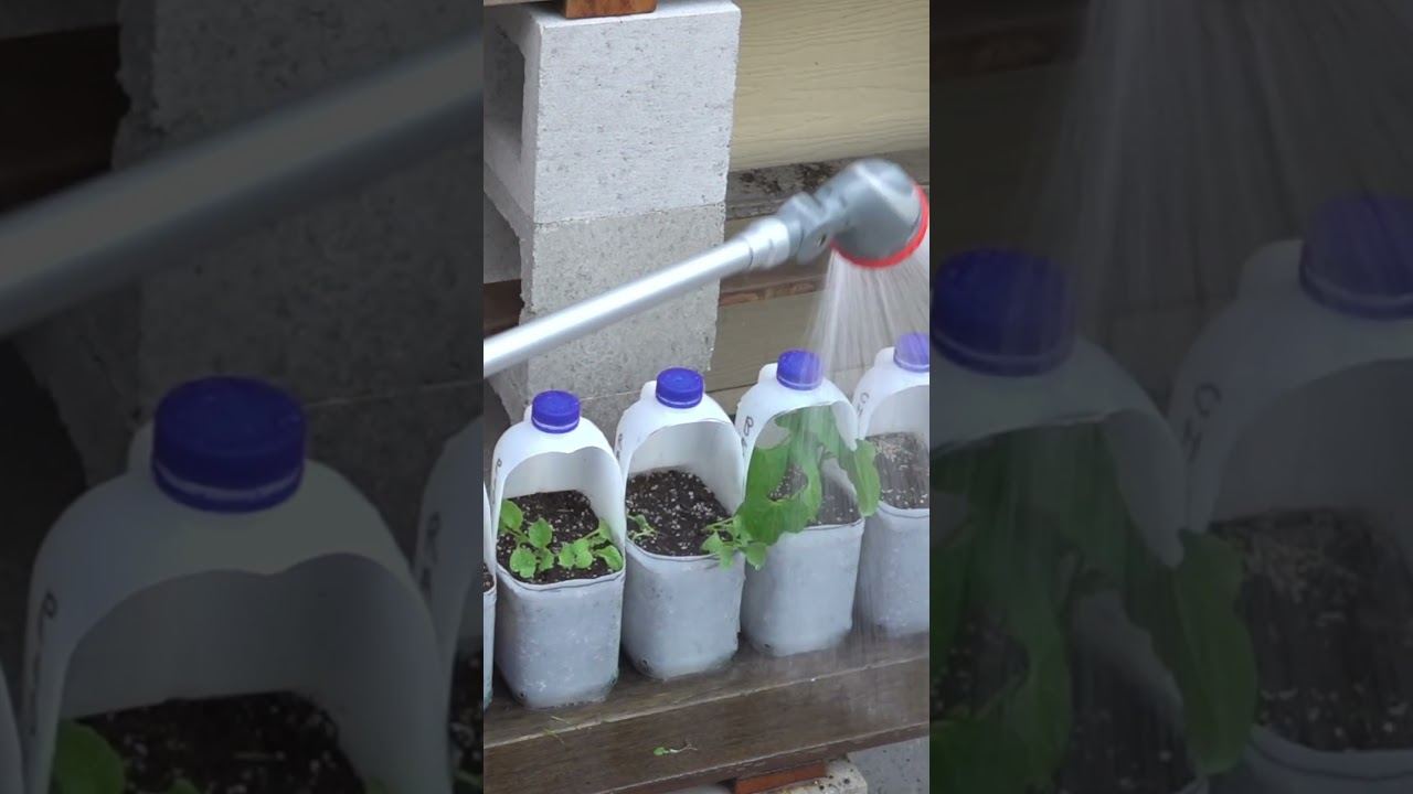 Recycle plastic melkflessen om thuis fruit en groenten te kweken en afval te verminderen #EarthDay #YouTubePartner