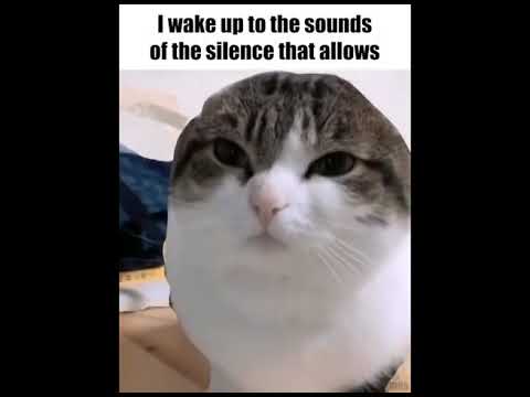 Steam Community :: Video :: oh the misery wawa cat enemy sync 1 hour