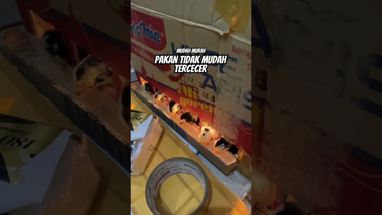 KANDANG DOC AYAM KAMPUNG #doc #incubator #ayam #mudah #murah