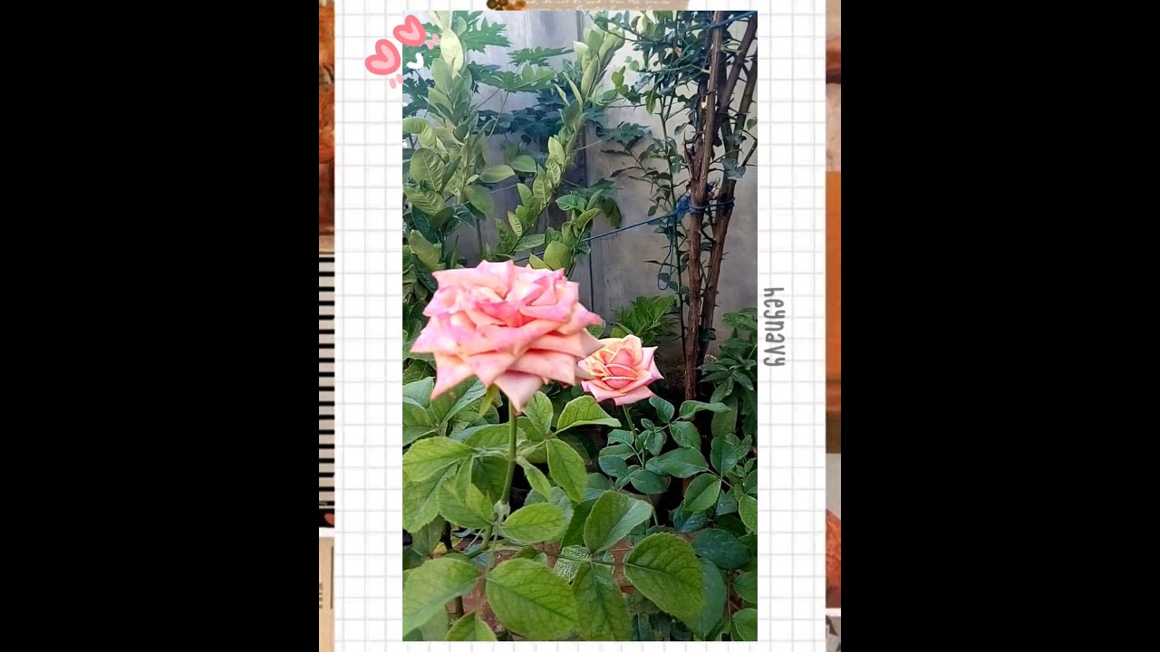 Bunga Mawar Colorado Yang Cantik || Mawar Beli Online Di Shopee