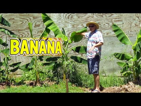 Droopy Banana Leaves? Banana Plant Care when its HOT! Summer Banana Tree Care Tip