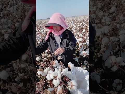 Cotton picking process in cotton field