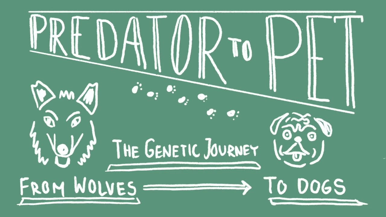 From predator to pet - Scilifelab Science Communication Competition 2021