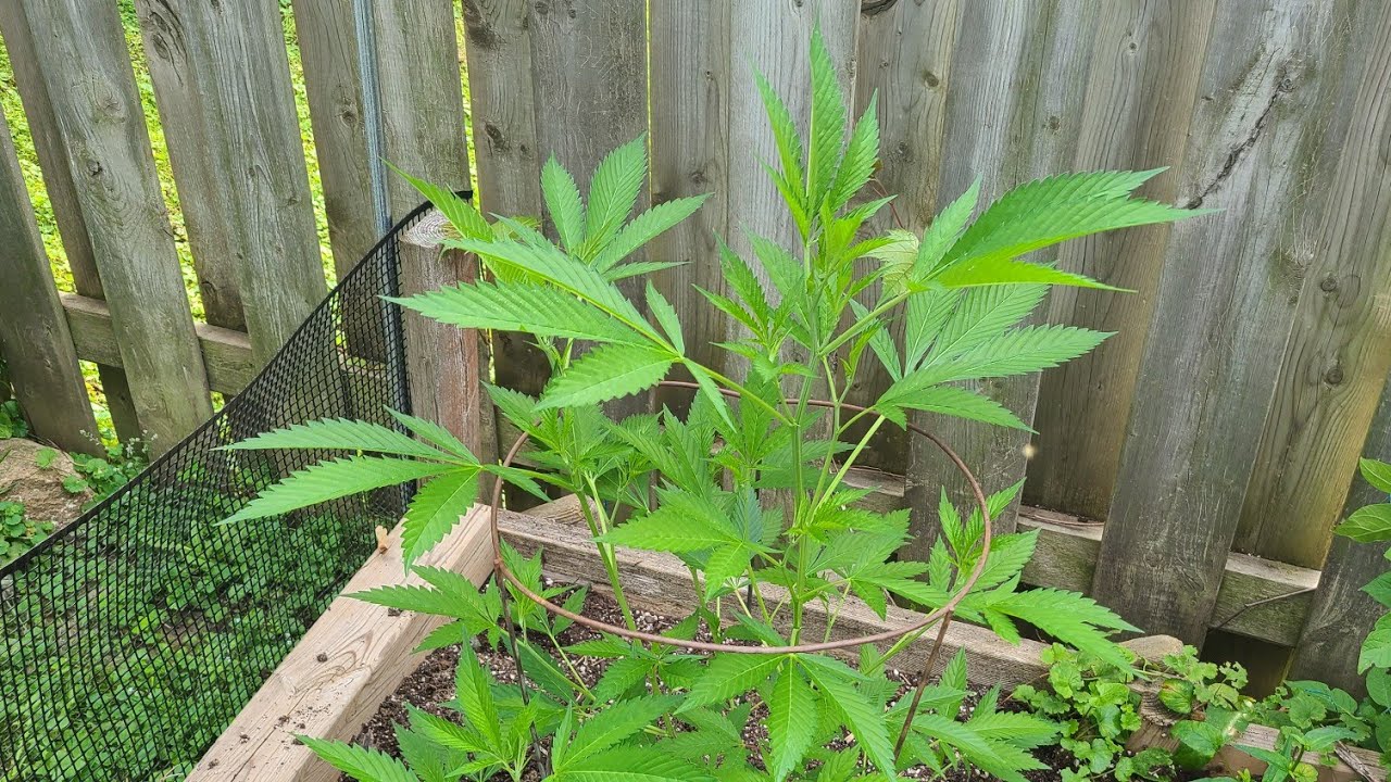 Watering Outdoor Cannabis Plants: The Correct Techniques for Optimal Growth & Health