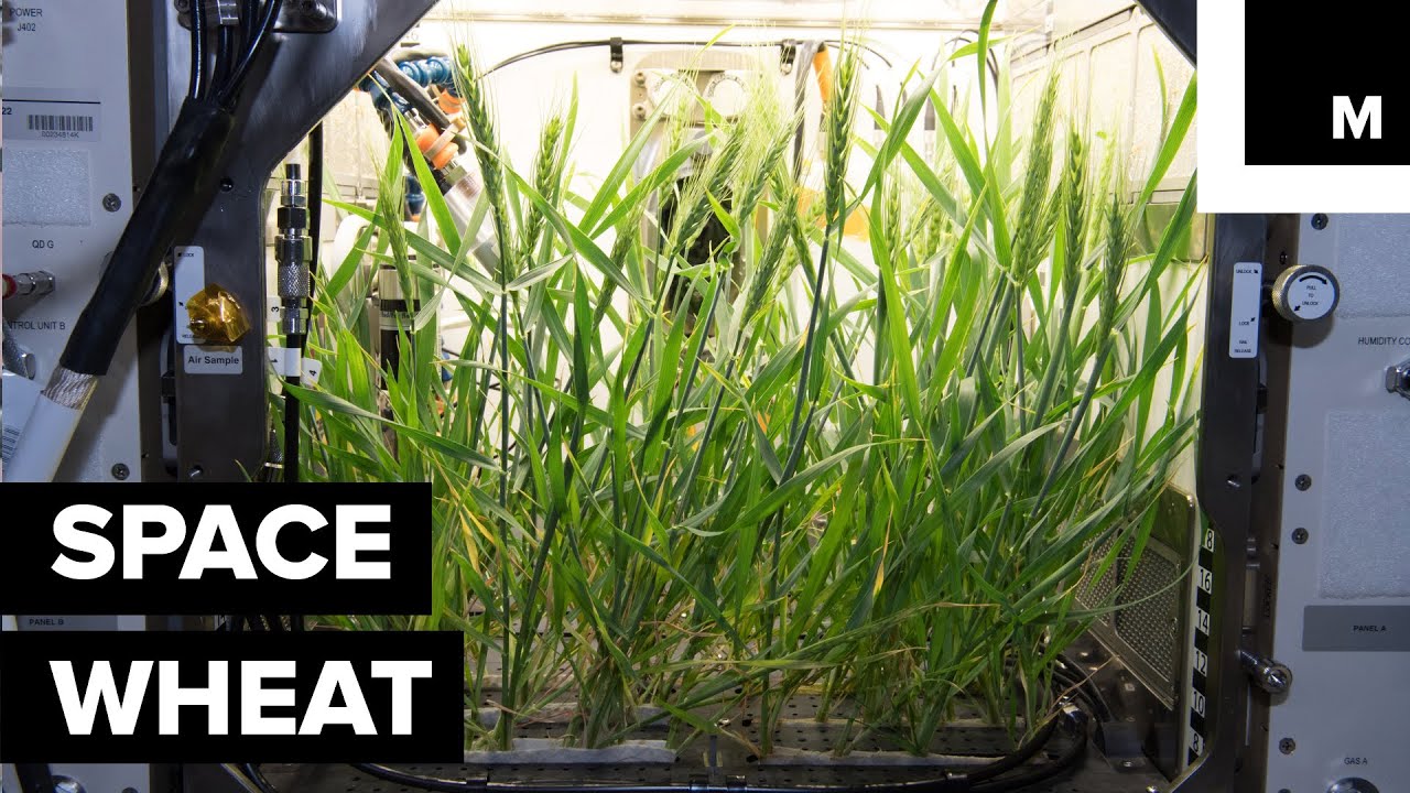 This Is How Wheat Is Growing In Microgravity
