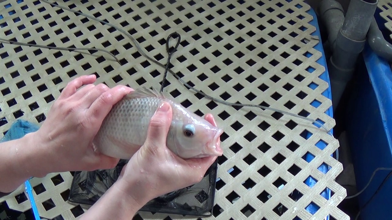 Different Tilapia Strains