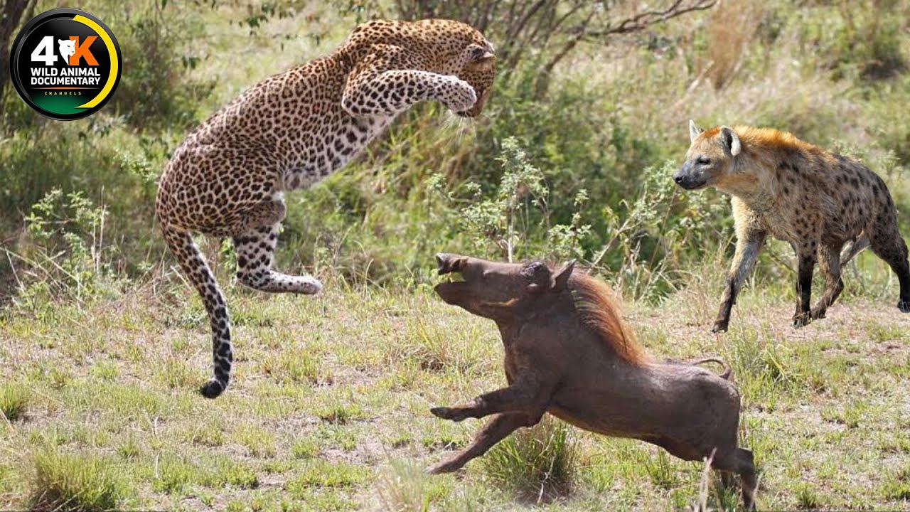 Leopards Vs Hyenas: The Fight For Survival In The Okavango Delta | Wild Animal Documentary