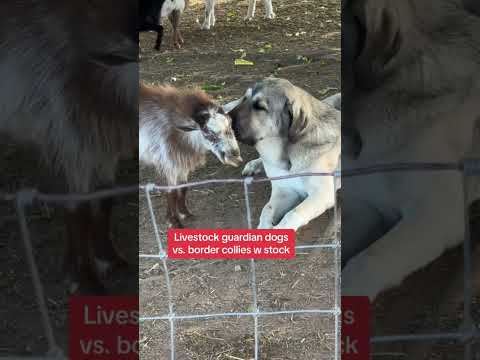 Livestock guardian dogs vs border collies w stock. Night and day!