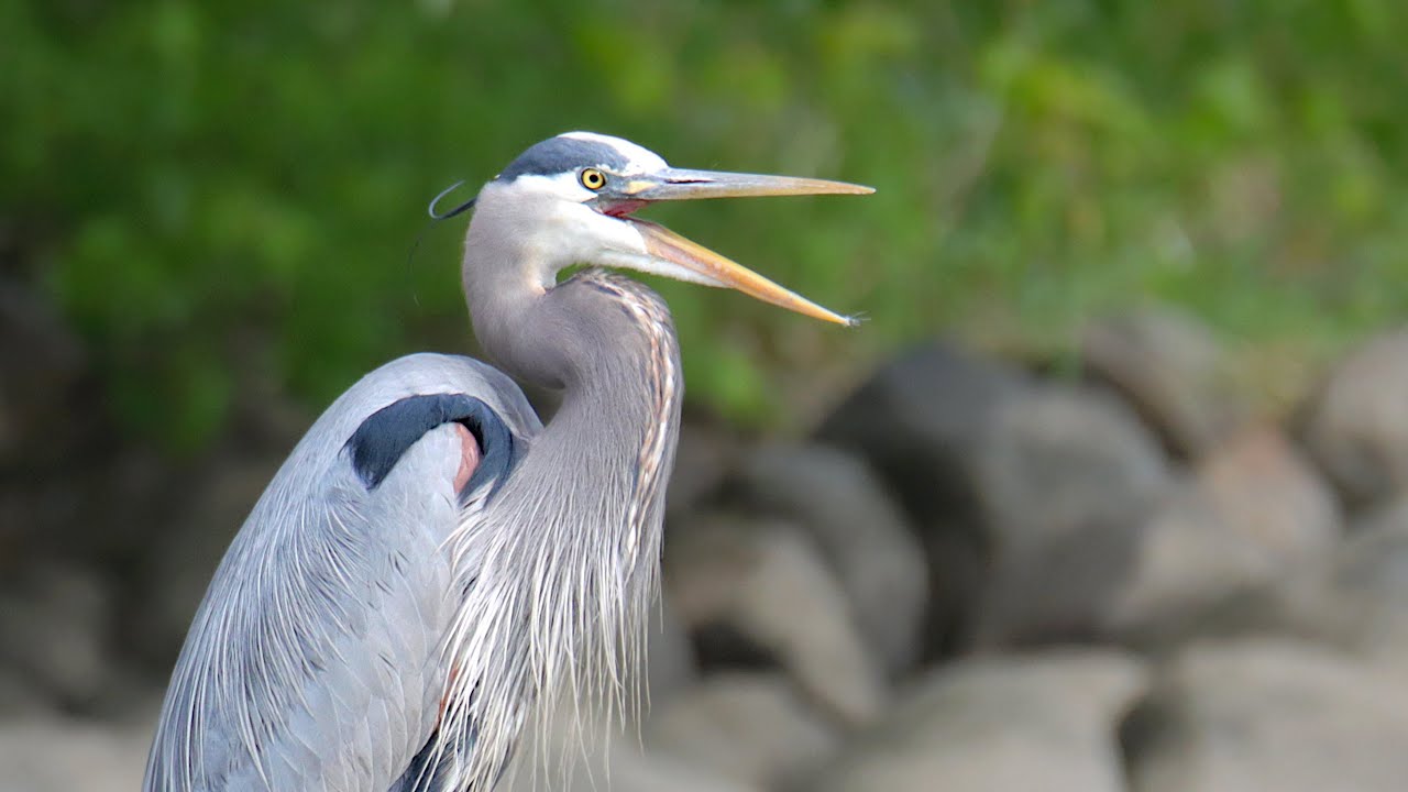 The Great Blue Heron (Ardea herodias) | Fox River Preserve and Marina