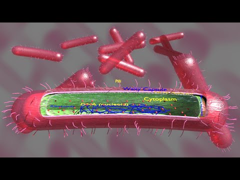 ⚕️ Tuberculosis bacteria detail cut section labelled 3D model・ STL File ...