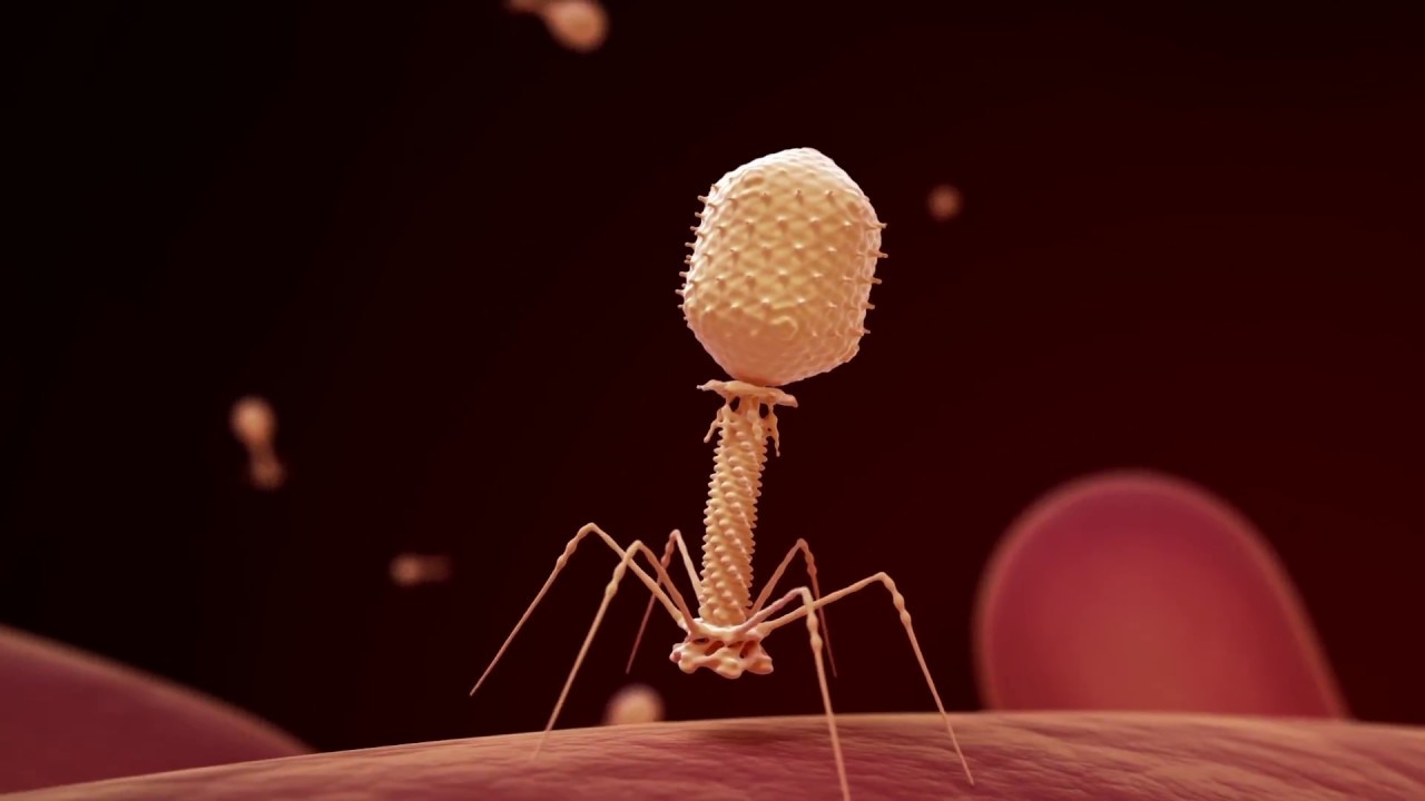 Fighting Infection with Phages