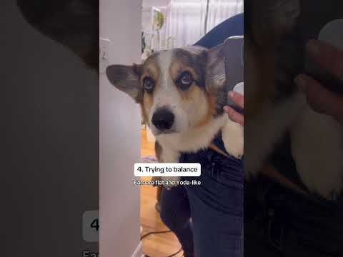 Ear positions of my corgis and what they mean