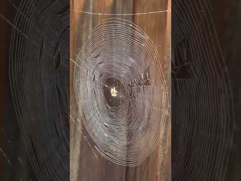 Beautiful spider web