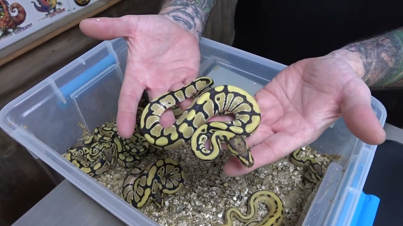 Quick Update On This Enhancer Ball Python Clutch!
