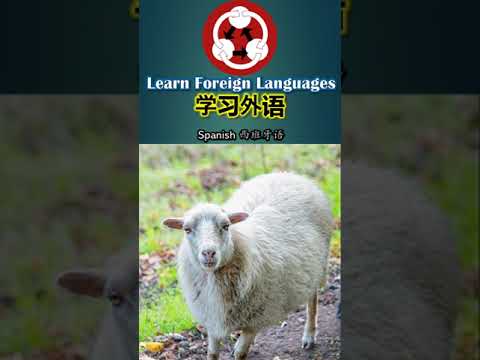 Animals 动物 How to say #sheep in Spanish #shorts #howtopronounce #foreignlanguage #animals