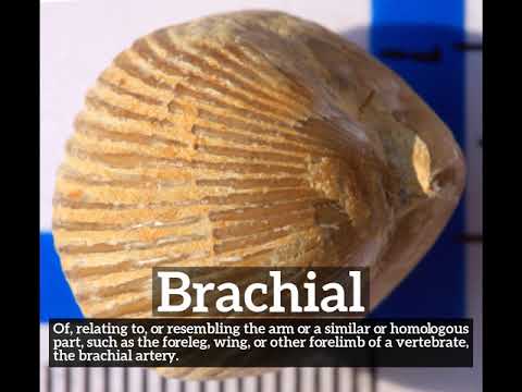 What is Brachial? | How to Say Brachial in English? | How Does Brachial Look?