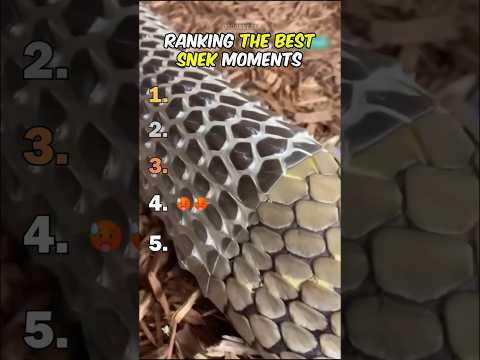 Ranking Best Snake Moments