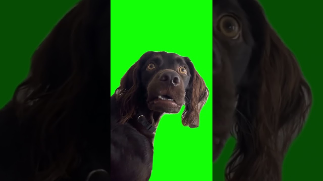 shocking dog green screen meme template #greenscreen #memes #indiamemes #memetamplate #latestmeme