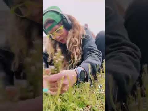 #foraging #nature ##foraging #nature #wildfood #forage #forager #foragedfood