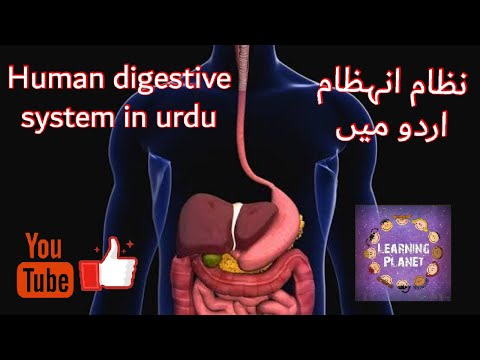 Human digestive system in urdu #digestion #digestivesystem #stomach #liver #intestine