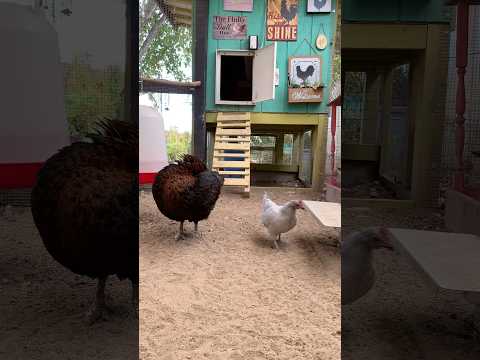 WATCH my mini chicken use a Grandpa Feeder! Easy Peasy!