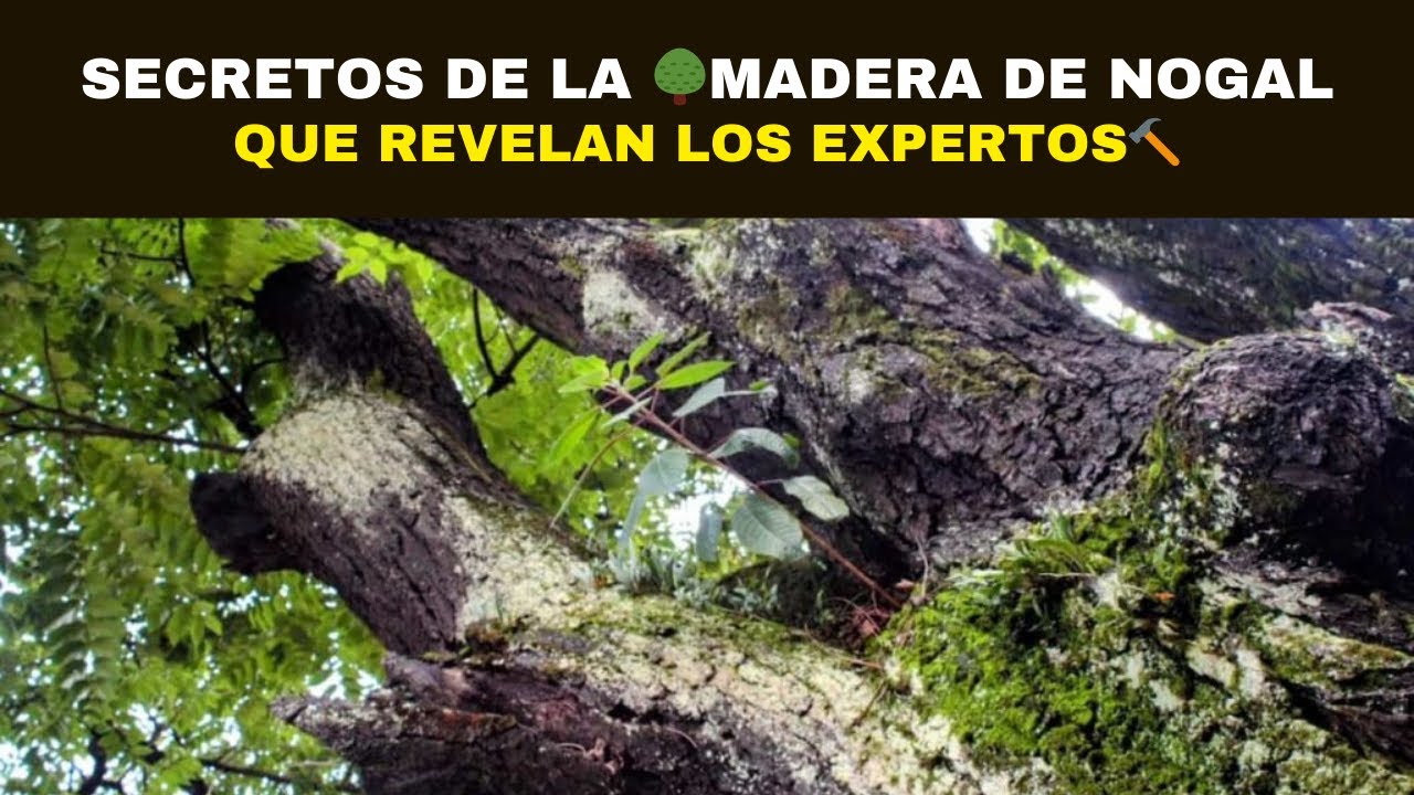 Secretos de la 🌳MADERA DE NOGAL que revelan los expertos🔨
