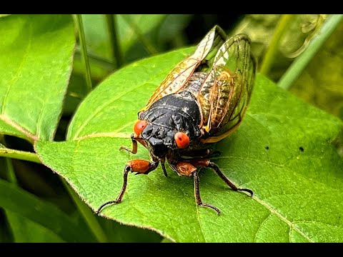 Cicada brood, 2025. Weaverville, North Carolina. Turn up the sound!