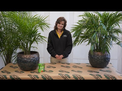 How to Care for a Majesty Palm ENGLISH GARDENS