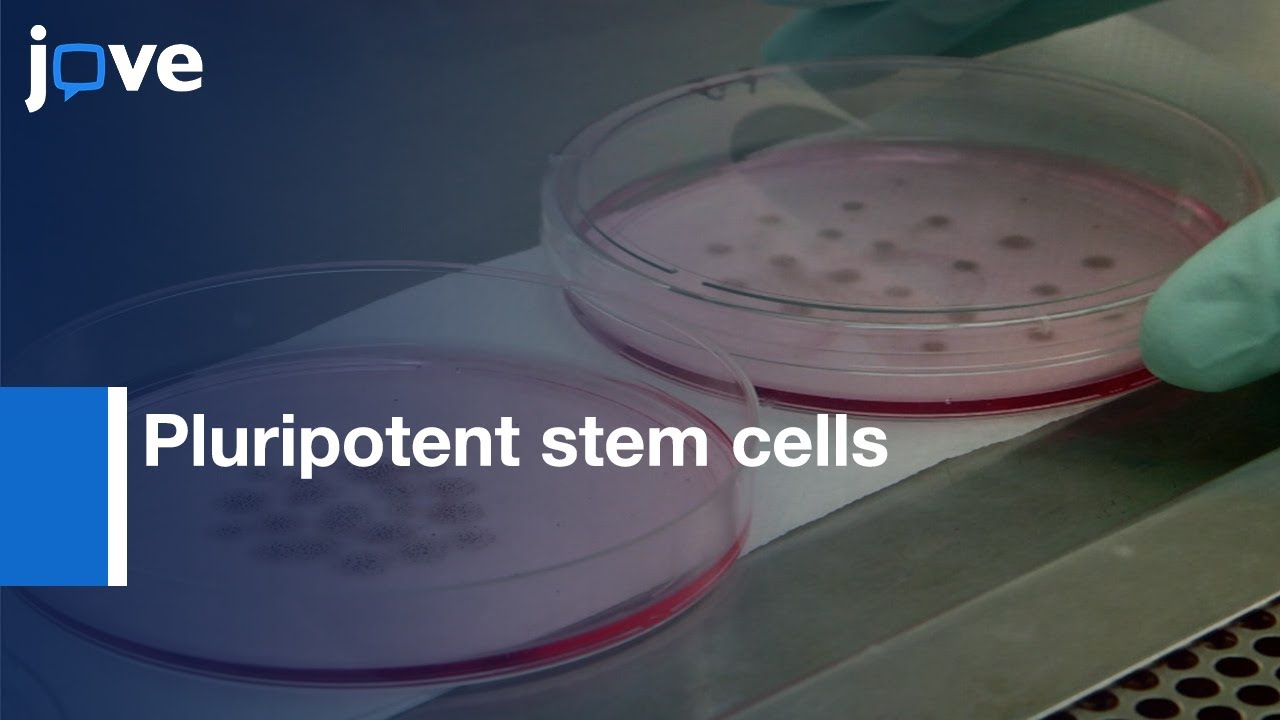 Melanocytes derivation from Pluripotent stem cells | Protocol Preview