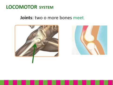 OUR LOCOMOTOR SYSTEM