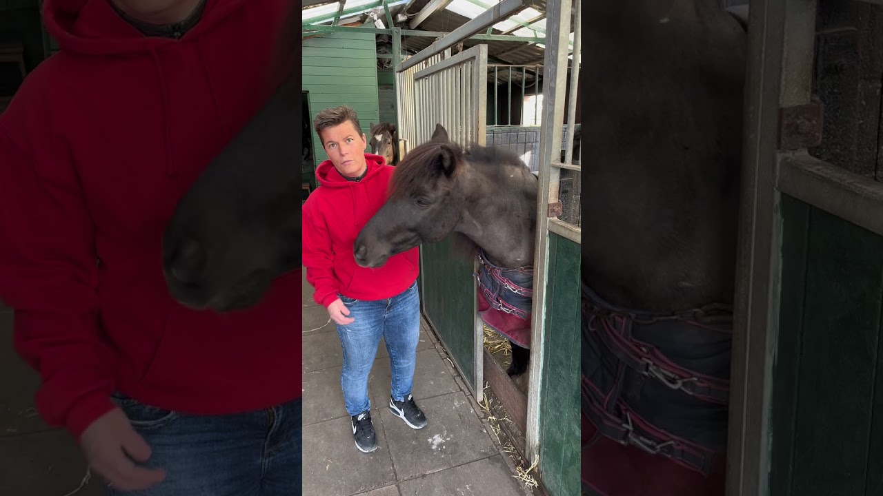 Mandy's ponypraat