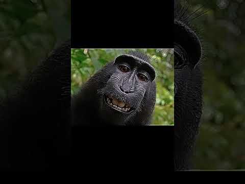 This rizz is insane#monkey #rizz #sigma #wifu #hardedit