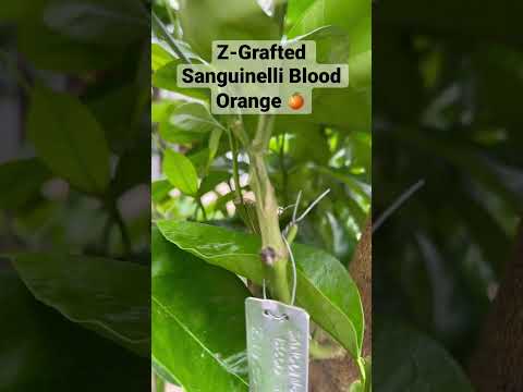 Z-Graft technique on Sanguinelli Blood Orange π #citrus #grafting #citrusgrafting #growyourownfood