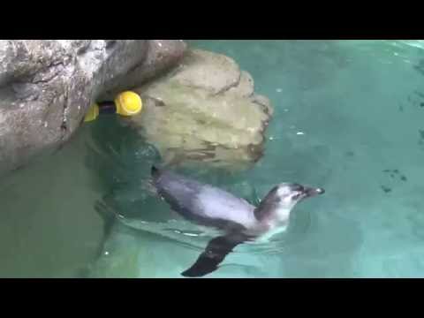 Penguin Name Reveal