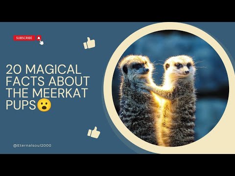 20 Magical Facts About The Meerkat Pups😮(Don't Miss This)