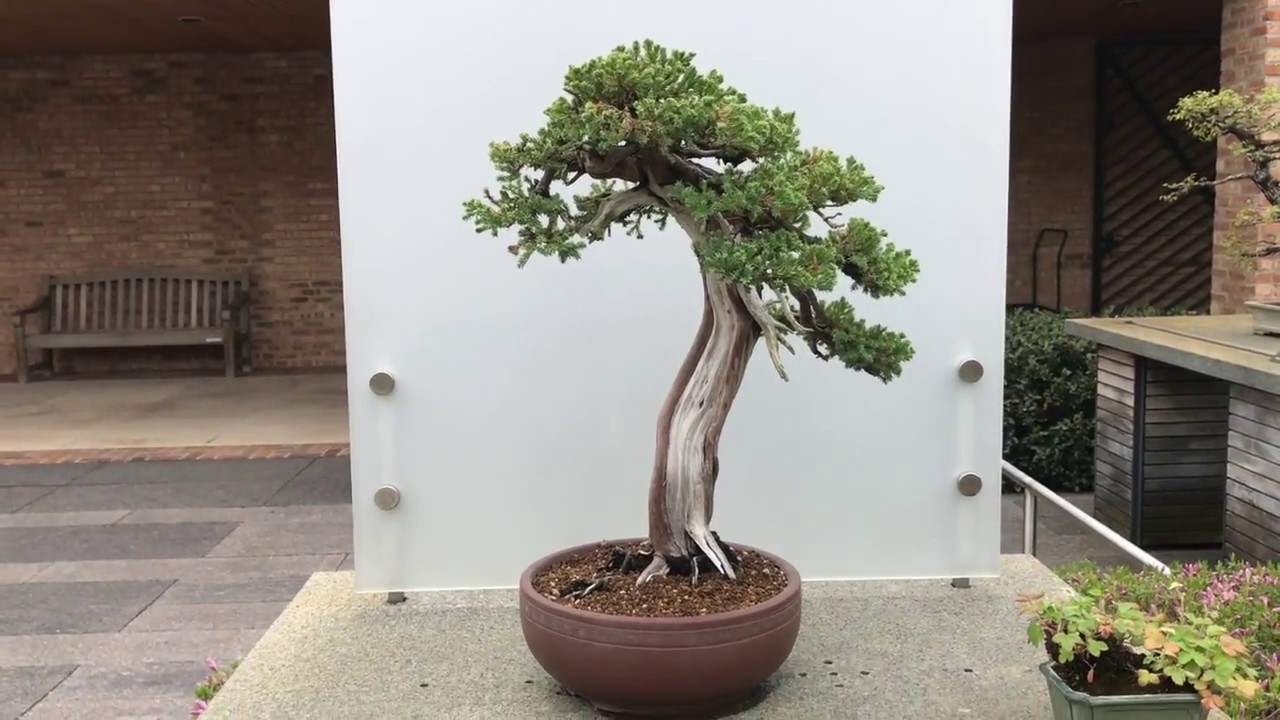 Bonsai Garden Tour at the Chicago Botanic Garden
