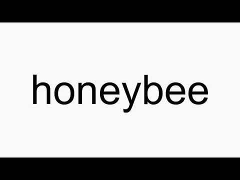 How to pronounce honeybee