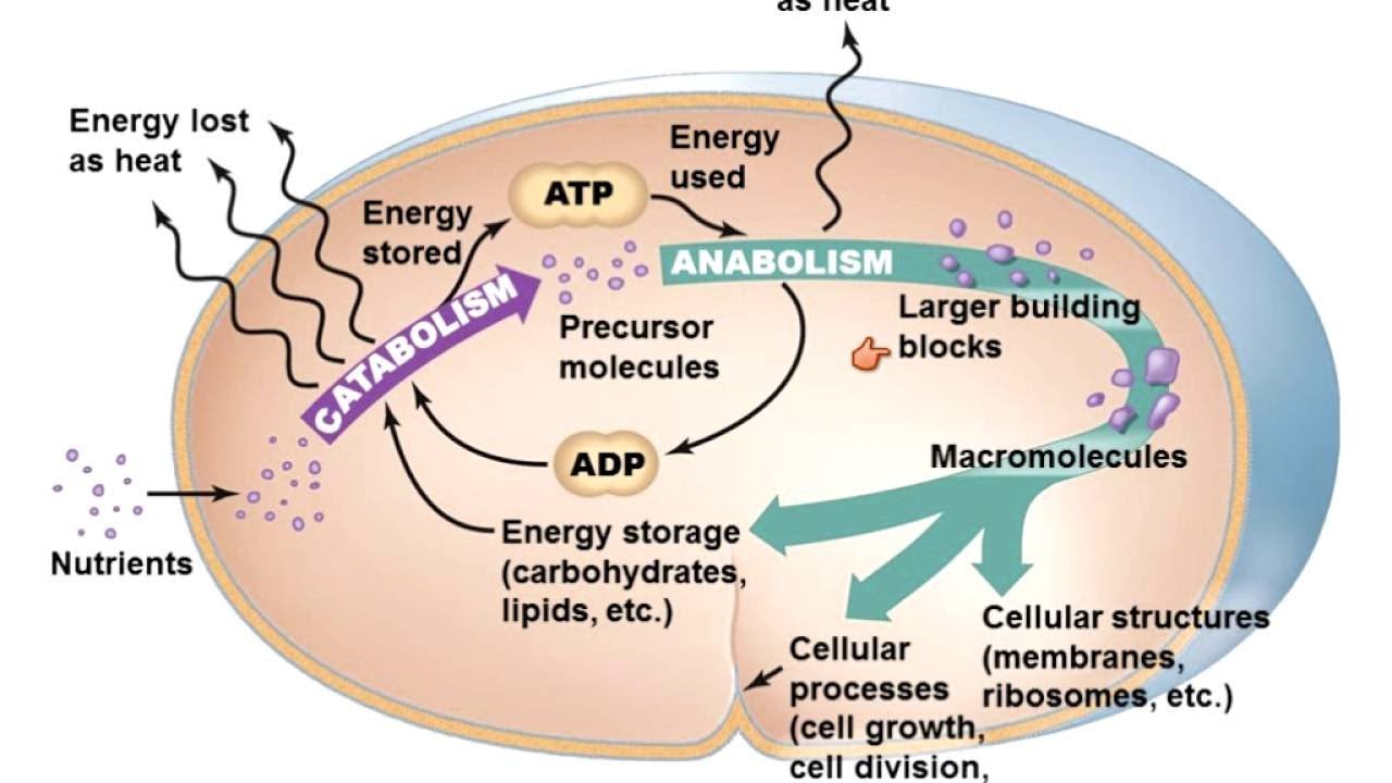 Microbiology of Microbial Metabolism