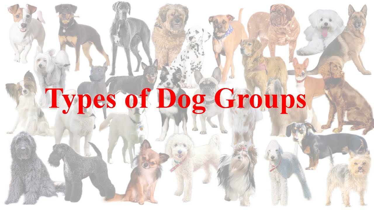 Types of Dog Breed Groups