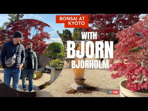 Visiting Daitoku-ji Temple and Its Bonsai Collection with Bjorn Bjorholm