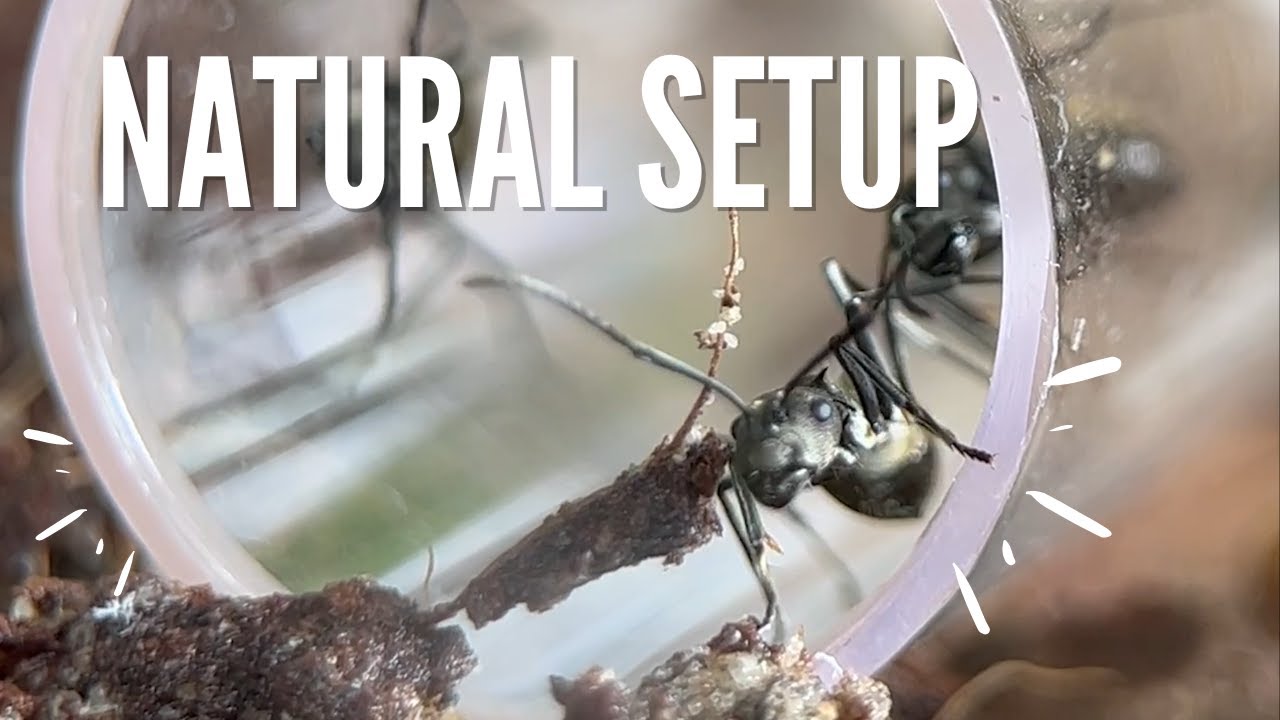 A New Home for My Golden Weaver Ants: Building a Natural Setup