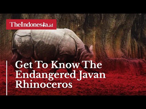 Get To Know The Endangered Javan Rhinoceros
