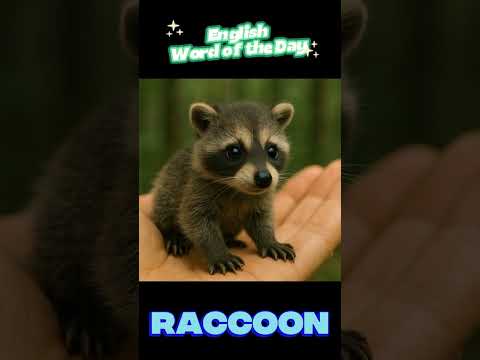 English Word of the Day - Raccoon
