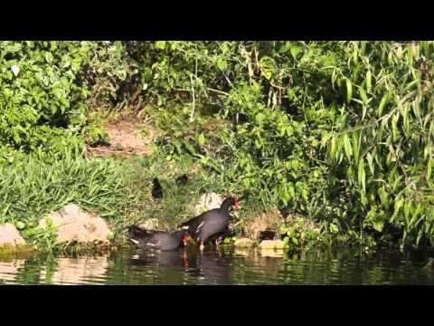 Moorhen Family in Venice, Florida