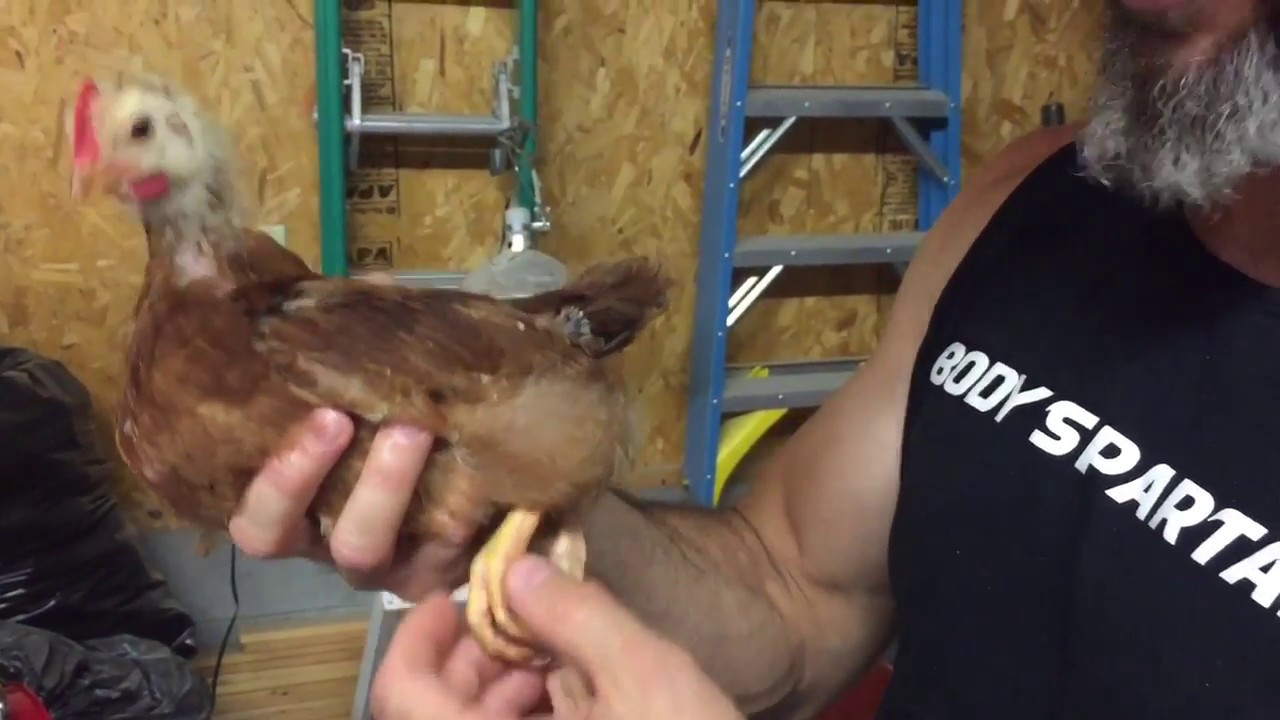 Backyard Chicken Bro - Episode #4: Pullets vs. Cockerels