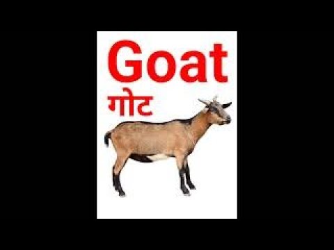 Goat hindi meaning with photo