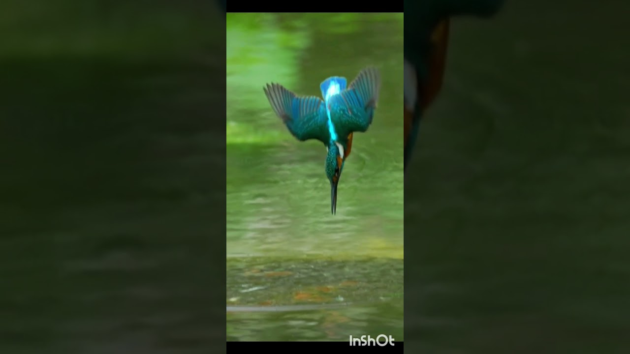 Kingfisher diving water catching fish