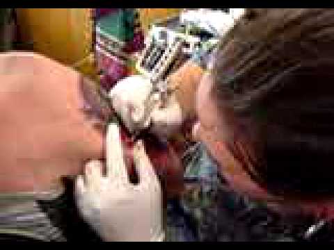 Chris tattooing hog