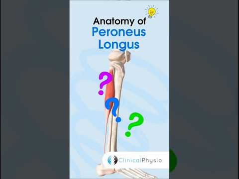 Peroneus Longus Anatomy #physiotherapy #physicaltherapy #anatomy #lowerlimbanatomy